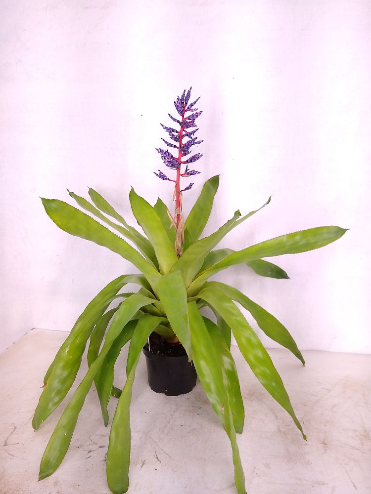 Buy Aechmea 'Del Mar', Bromeliad 'Dwarf Blue Tango' | Free Shipping ...