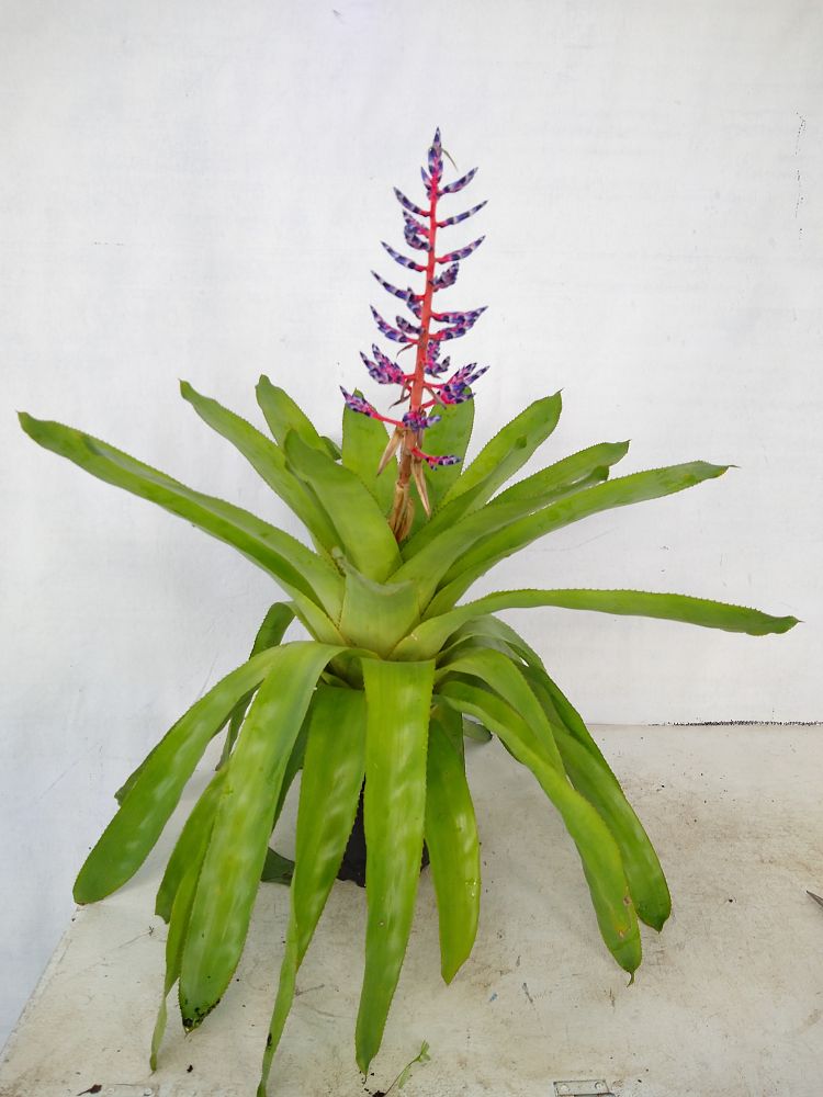 Buy Aechmea 'Del Mar', Bromeliad 'Dwarf Blue Tango' | Free Shipping ...