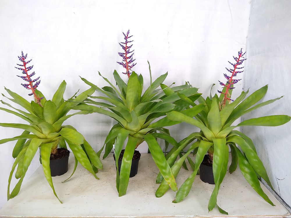 Buy Aechmea 'Del Mar', Bromeliad 'Dwarf Blue Tango' | Free Shipping ...