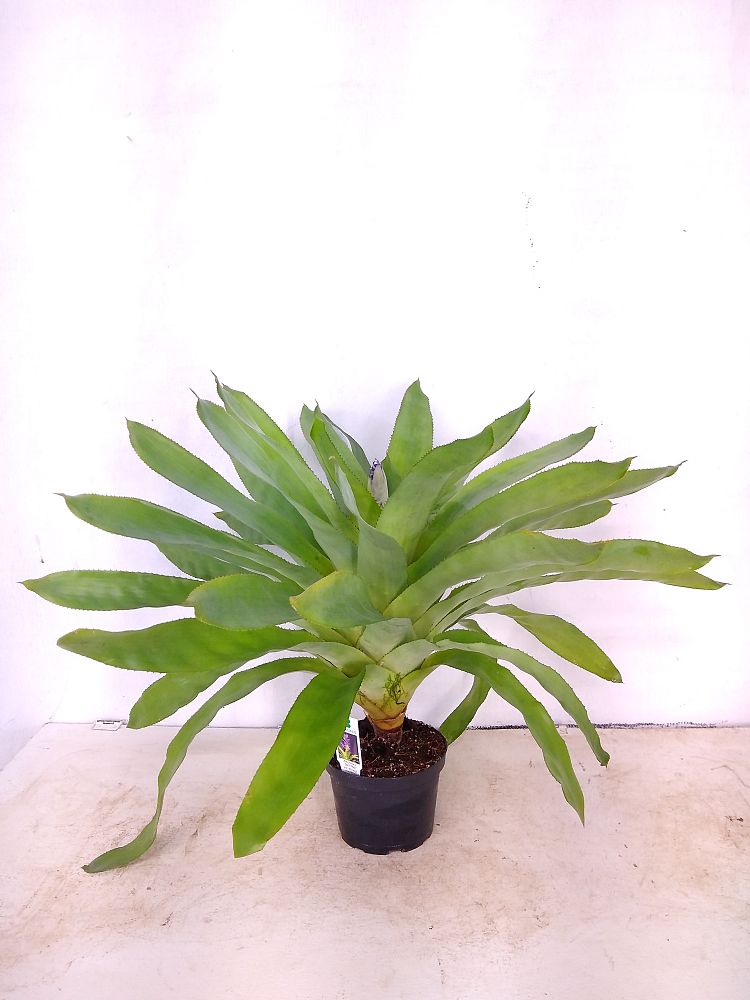 Buy Aechmea 'Del Mar', Bromeliad 'Dwarf Blue Tango' | Free Shipping ...