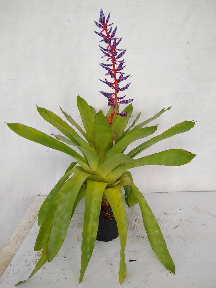 Buy Aechmea 'Del Mar', Bromeliad 'Dwarf Blue Tango' | Free Shipping ...