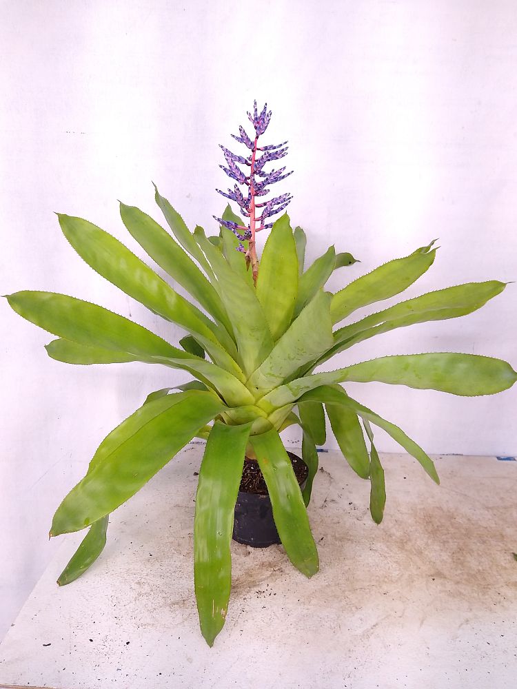Buy Aechmea 'Del Mar', Bromeliad 'Dwarf Blue Tango' | Free Shipping ...