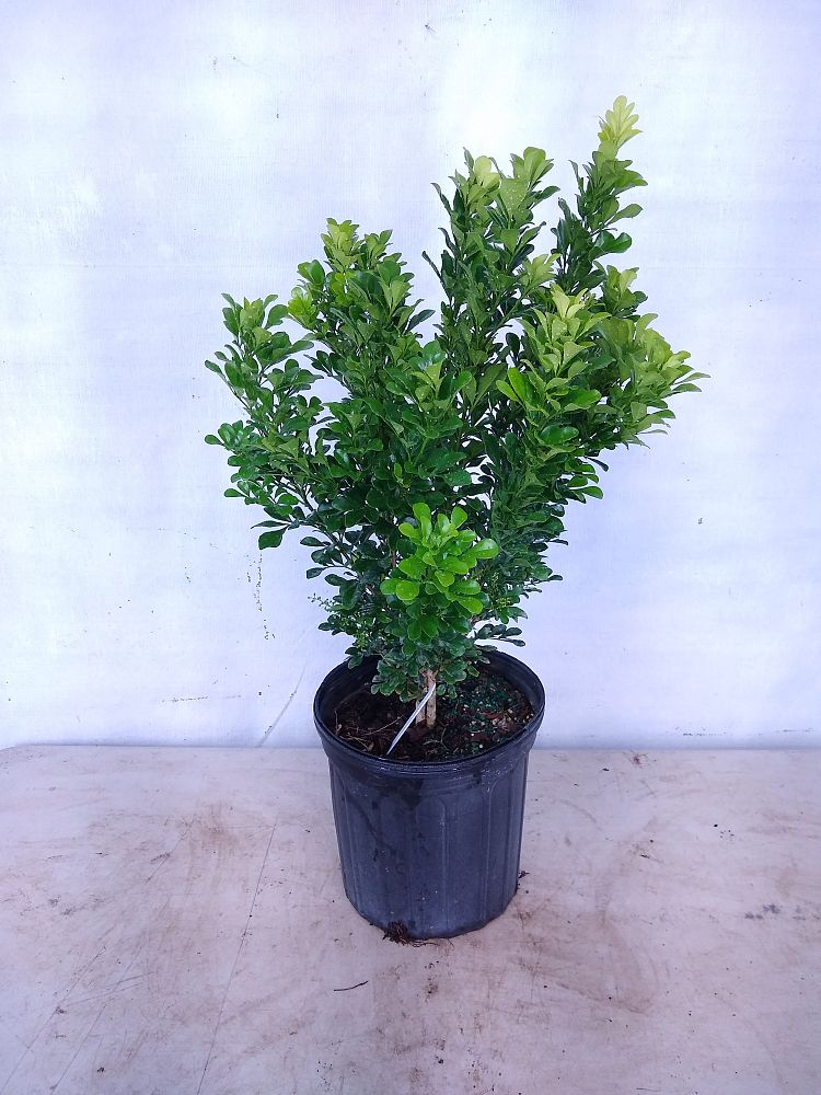 Buy Aglaia odorata, Chinese Perfume Tree | Free Shipping over $100