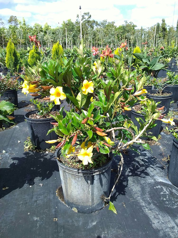 Allamanda schottii, Bush Allamanda | PlantVine