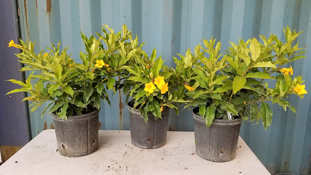 Allamanda schottii, Bush Allamanda | PlantVine