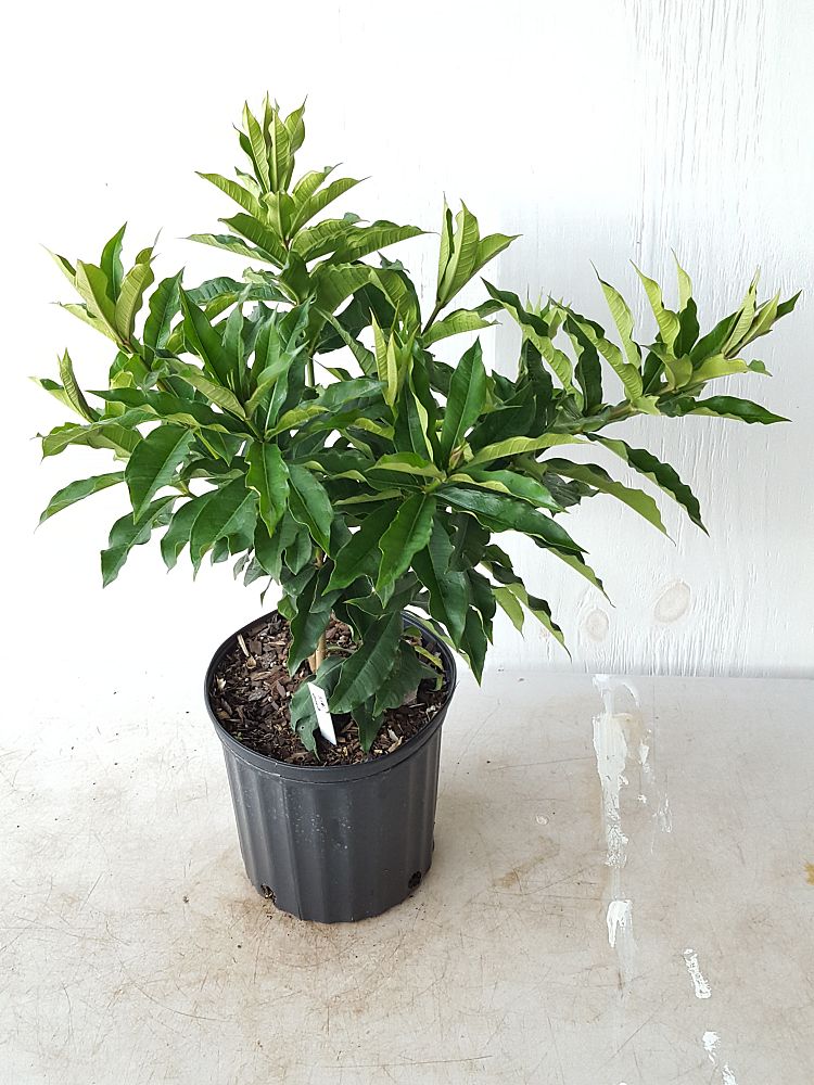 Allamanda schottii, Bush Allamanda | PlantVine