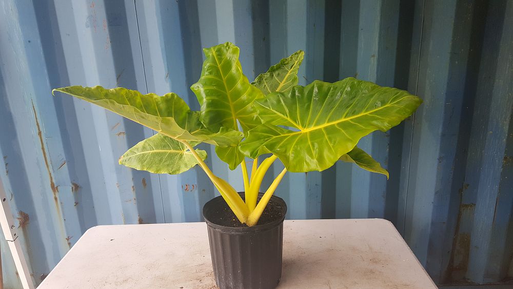 Alocasia macrorrhiza 'Lutea', Elephant Ear, Yellow Stem Alocasia ...