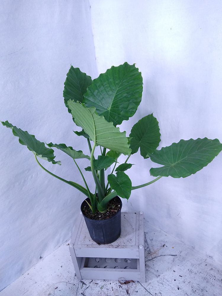 Buy Alocasia odora 'California', Elephant Ear | Free Shipping over $100