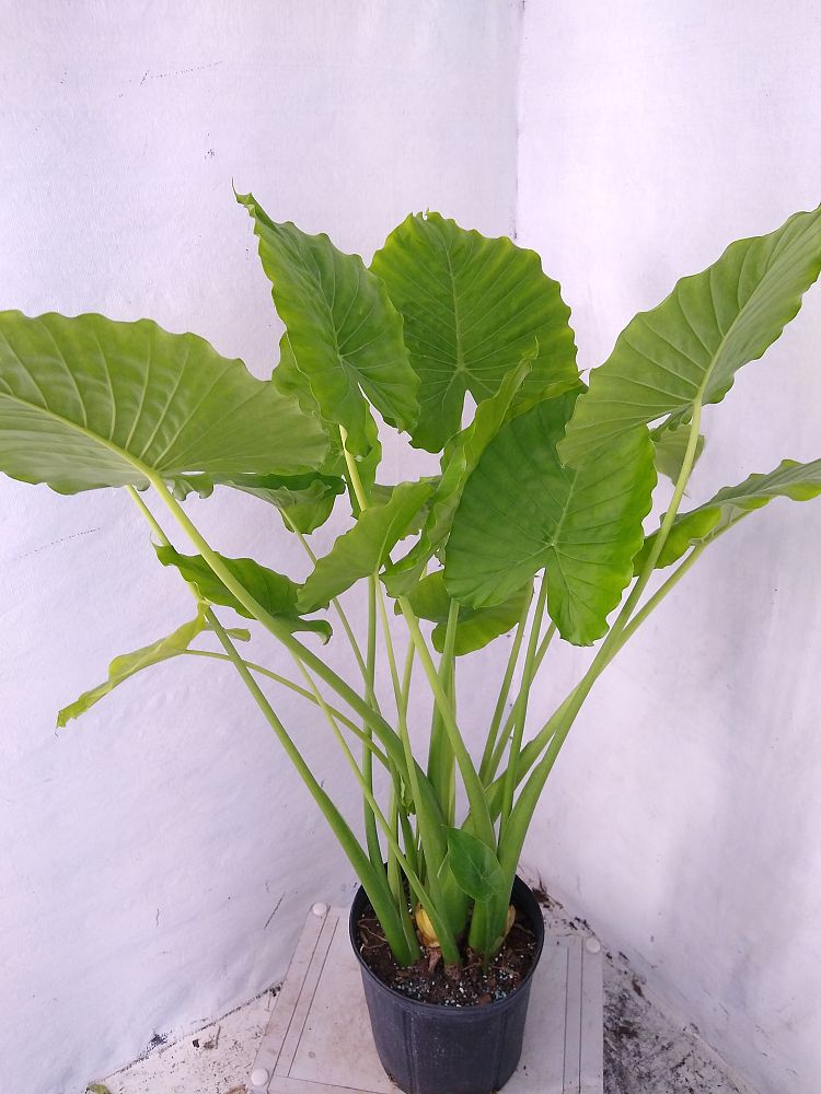Buy Alocasia odora 'California', Elephant Ear | Free Shipping over $100