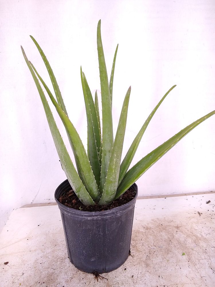 Buy Aloe vera, Medicinal Aloe | Free Shipping over $100