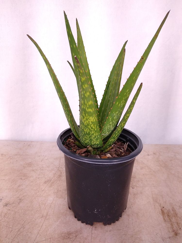 Buy Aloe vera, Medicinal Aloe | Free Shipping over $100