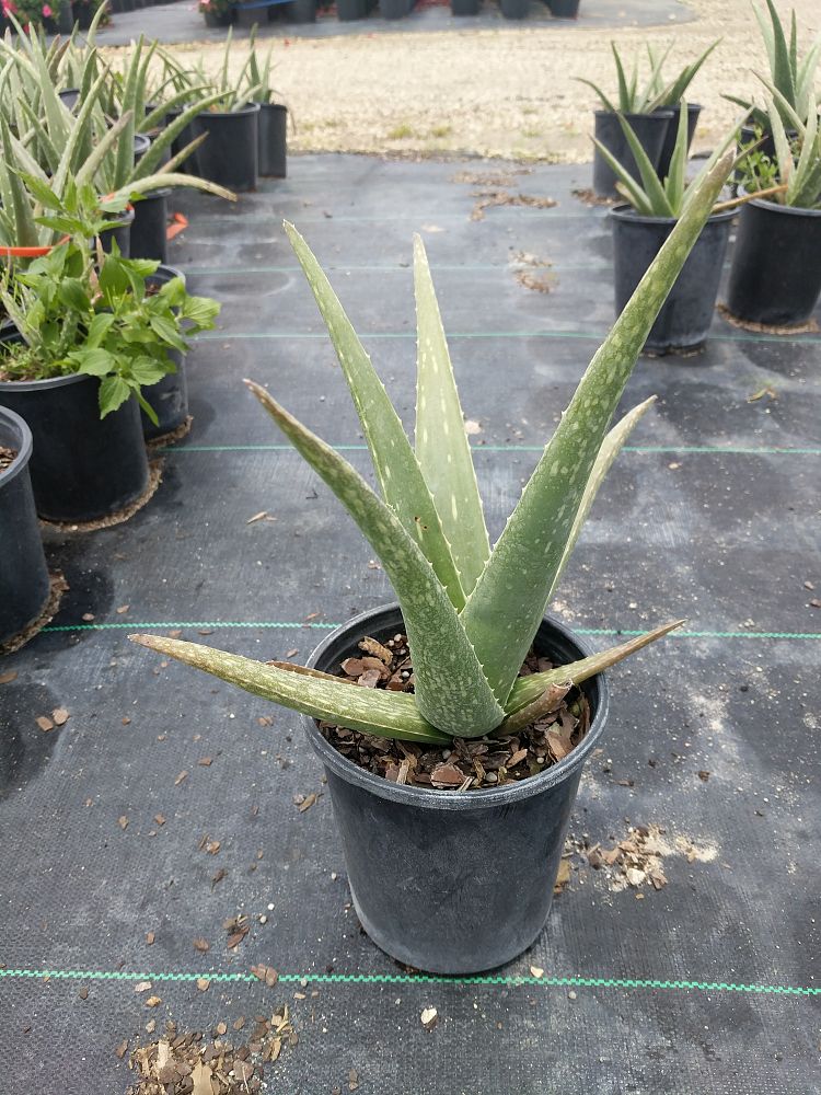 Aloe vera, Medicinal Aloe | PlantVine