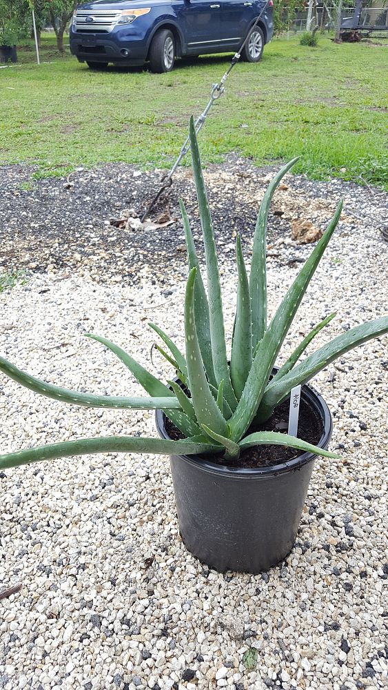 Aloe vera, Medicinal Aloe | PlantVine