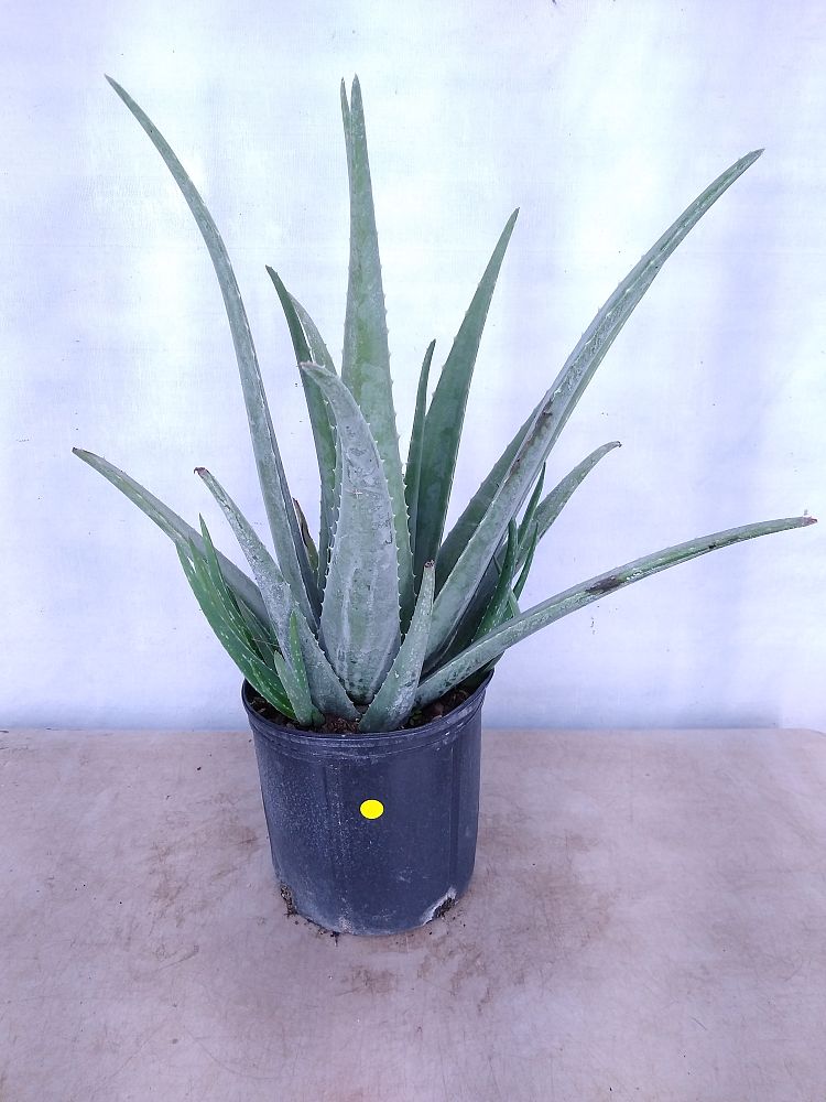 Buy Aloe vera, Medicinal Aloe | Free Shipping over $100