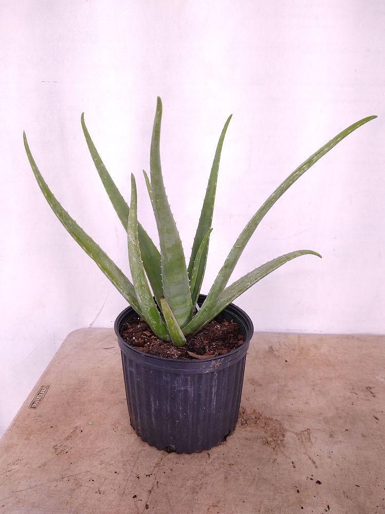 Buy Aloe vera, Medicinal Aloe | Free Shipping over $100