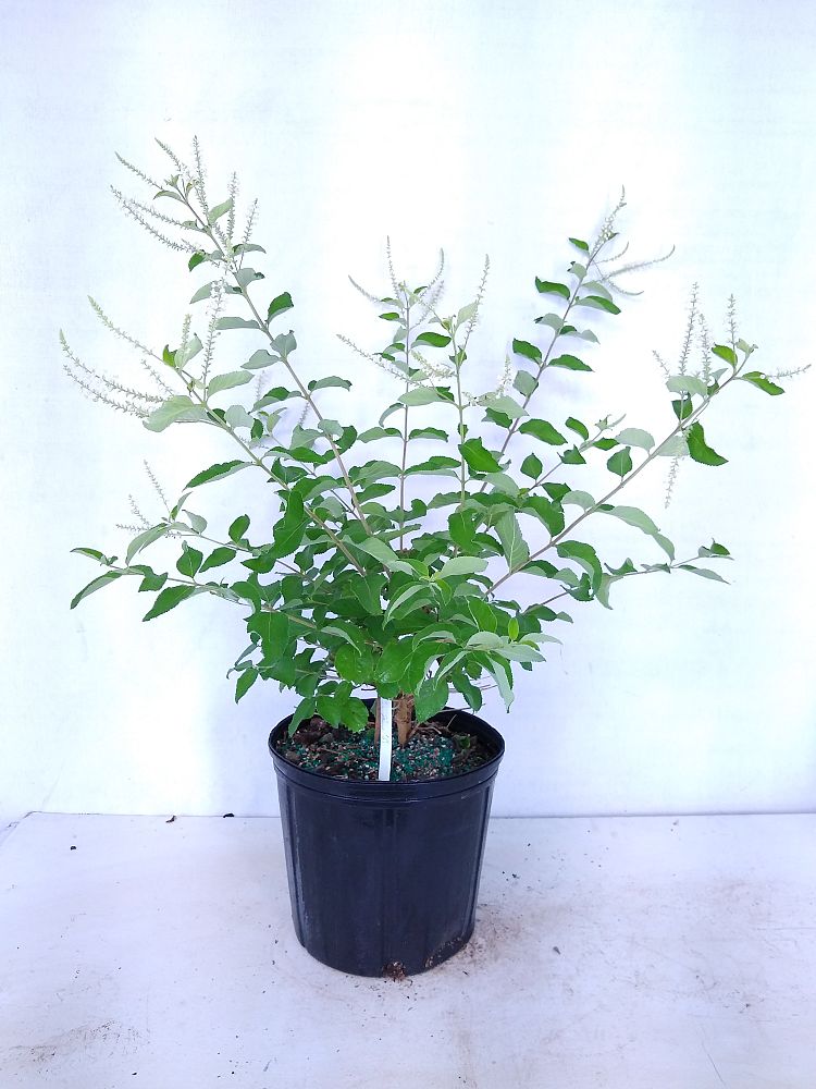 Buy Aloysia virgata, Sweet Almond Verbena, Incense Bush, Sweet Almond ...