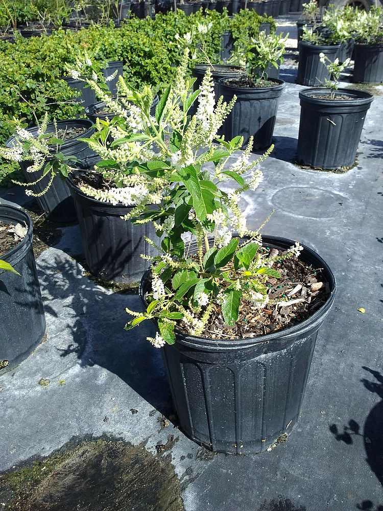 Aloysia virgata, Sweet Almond Verbena | PlantVine