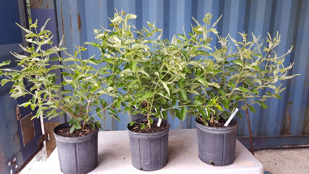 Aloysia virgata, Sweet Almond Verbena, Incense Bush, Sweet Almond Bush ...