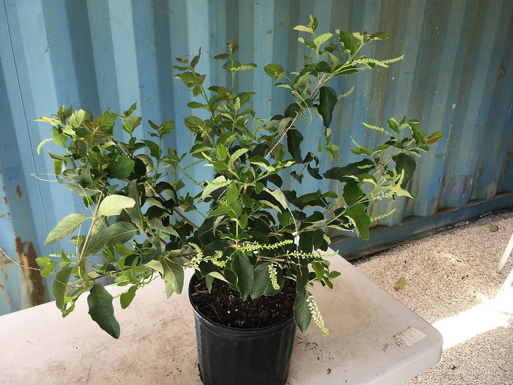 Aloysia virgata, Sweet Almond Verbena, Incense Bush, Sweet Almond Bush ...