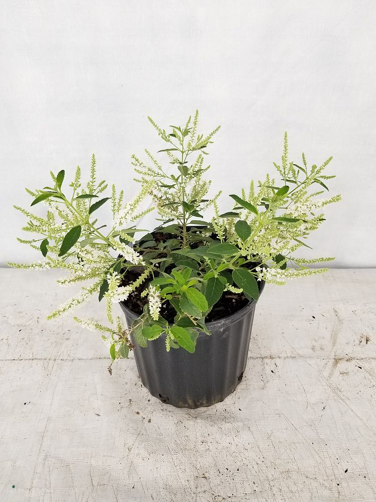 Azadirachta indica, Neem Tree, Indian Lilac | PlantVine