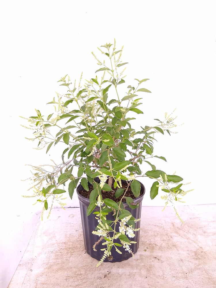 Buy Aloysia virgata, Sweet Almond Verbena, Incense Bush, Sweet Almond ...