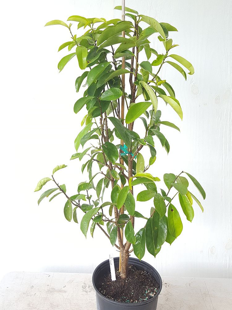 Buy Annona muricata, Soursop, Guanabana | Free Shipping over $100