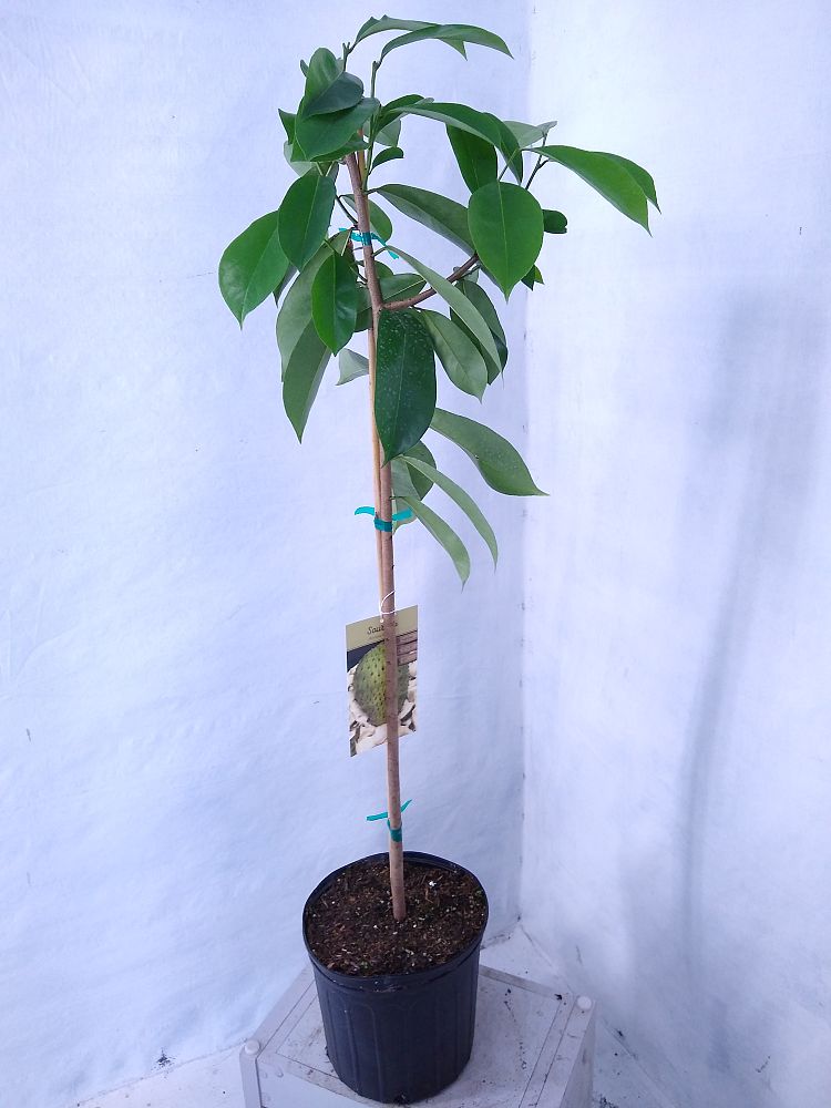 Buy Annona muricata, Soursop, Guanabana | Free Shipping over $100