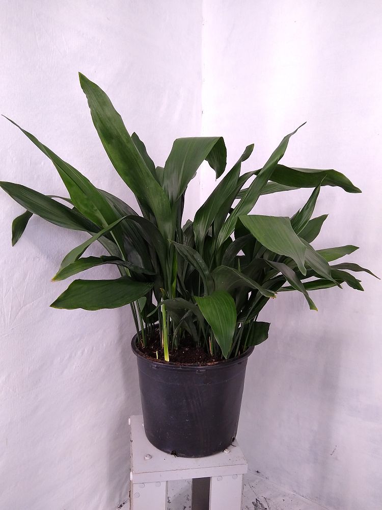 Buy Aspidistra elatior, Cast Iron Plant | Free Shipping over $100