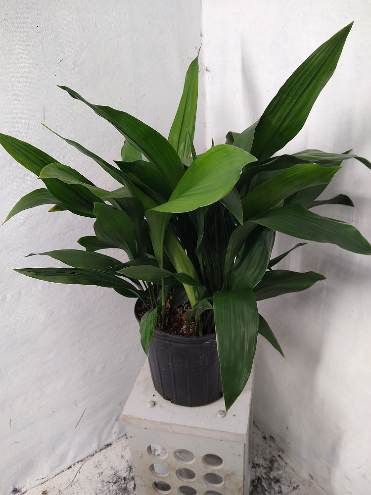 Buy Aspidistra elatior, Cast Iron Plant | Free Shipping over $100