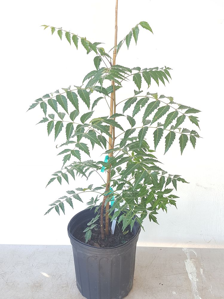 Azadirachta indica, Neem Tree, Indian Lilac | PlantVine