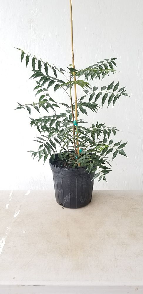 Azadirachta indica, Neem Tree, Indian Lilac | PlantVine