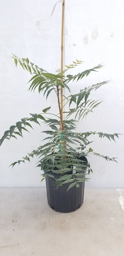 Azadirachta indica, Neem Tree, Indian Lilac | PlantVine