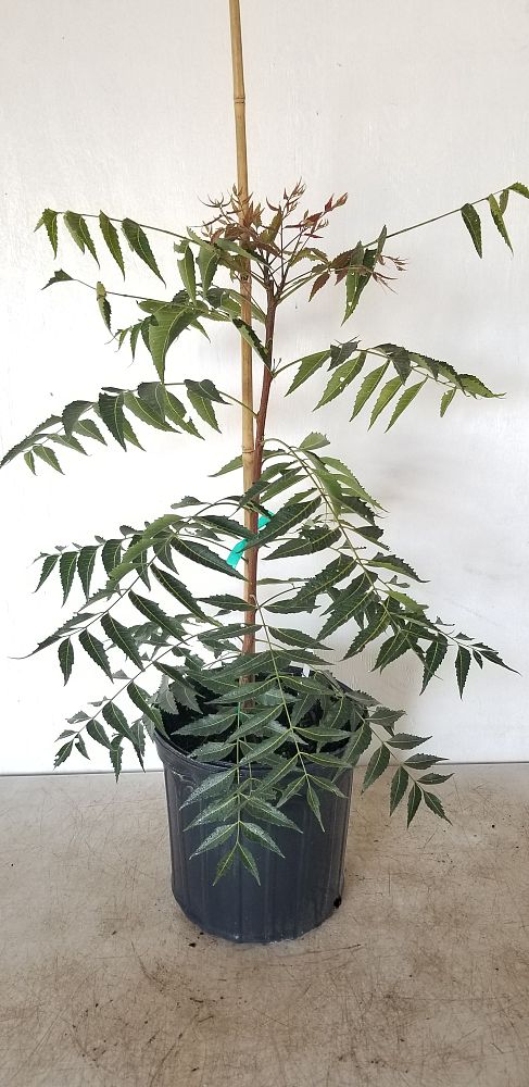 Azadirachta indica, Neem Tree, Indian Lilac | PlantVine