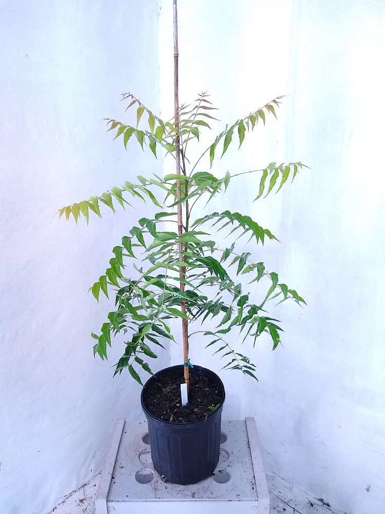 Buy Azadirachta indica, Neem Tree, Indian Lilac | Free Shipping over $100