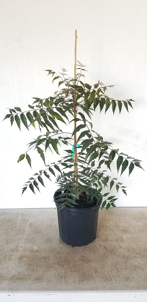 Azadirachta indica, Neem Tree, Indian Lilac | PlantVine