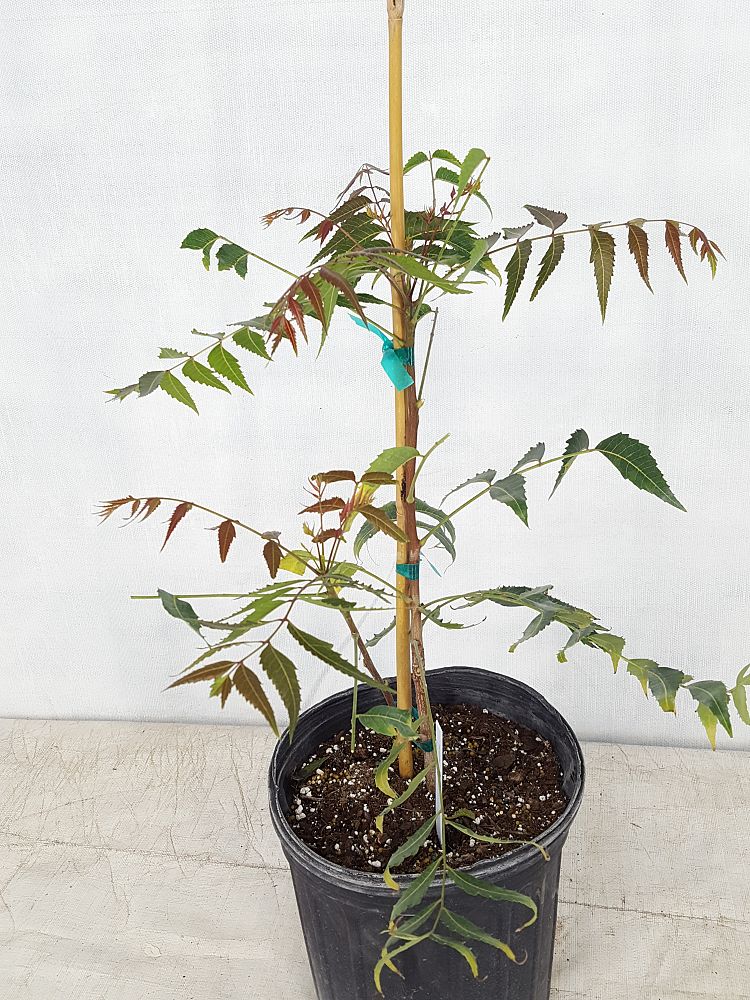 Azadirachta indica, Neem Tree, Indian Lilac | PlantVine