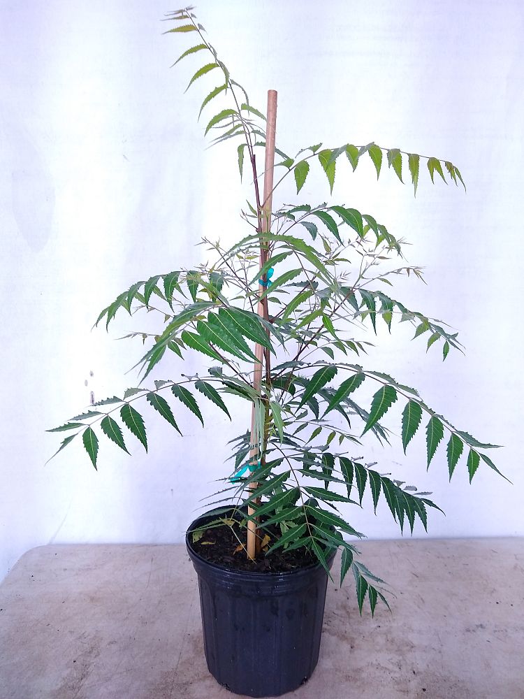 Buy Azadirachta indica, Neem Tree, Indian Lilac | Free Shipping over $100