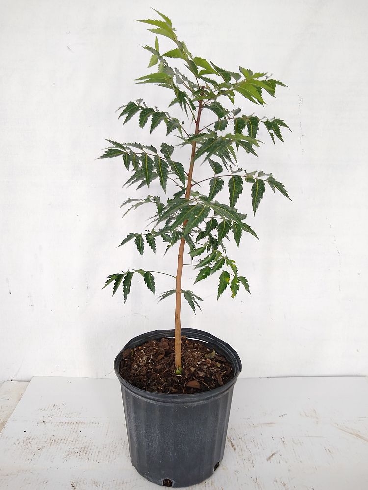 Buy Azadirachta indica, Neem Tree, Indian Lilac | Free Shipping over $100