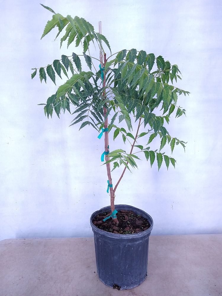 Buy Azadirachta indica, Neem Tree, Indian Lilac | Free Shipping over $100