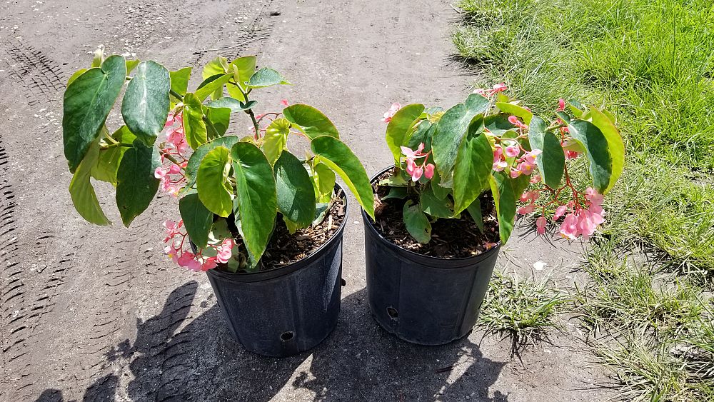 Begonia 'Angel Wing Pink', Angel Wing Begonia, Cane Begonia | PlantVine