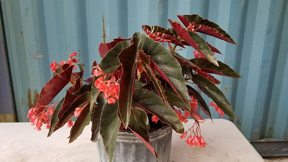 Begonia 'Angel Wing Pink', Angel Wing Begonia, Cane Begonia | PlantVine
