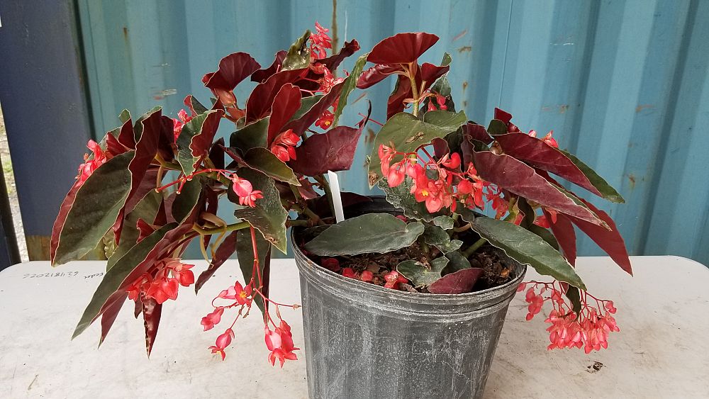 Begonia 'Angel Wing Pink', Angel Wing Begonia, Cane Begonia | PlantVine