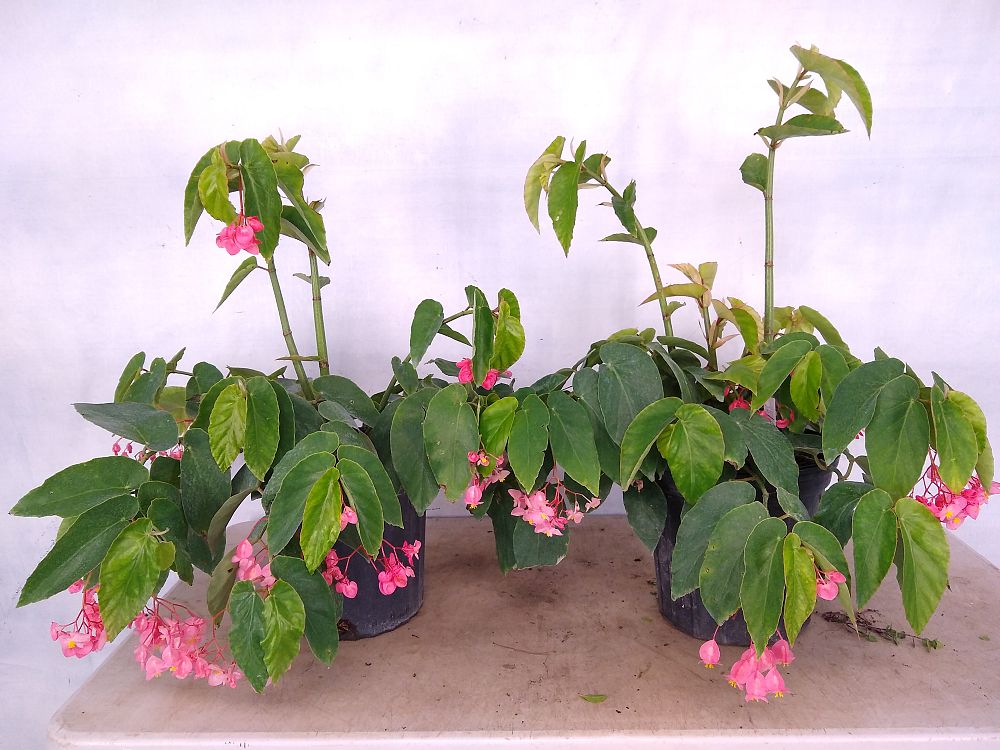 Buy Begonia 'Angel Wing Pink', Angel Wing Begonia, Cane Begonia | Free ...