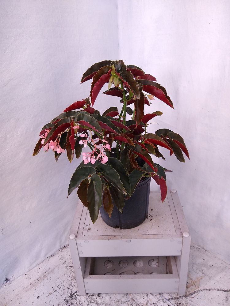 Buy Begonia 'Angel Wing Pink', Angel Wing Begonia, Cane Begonia | Free ...
