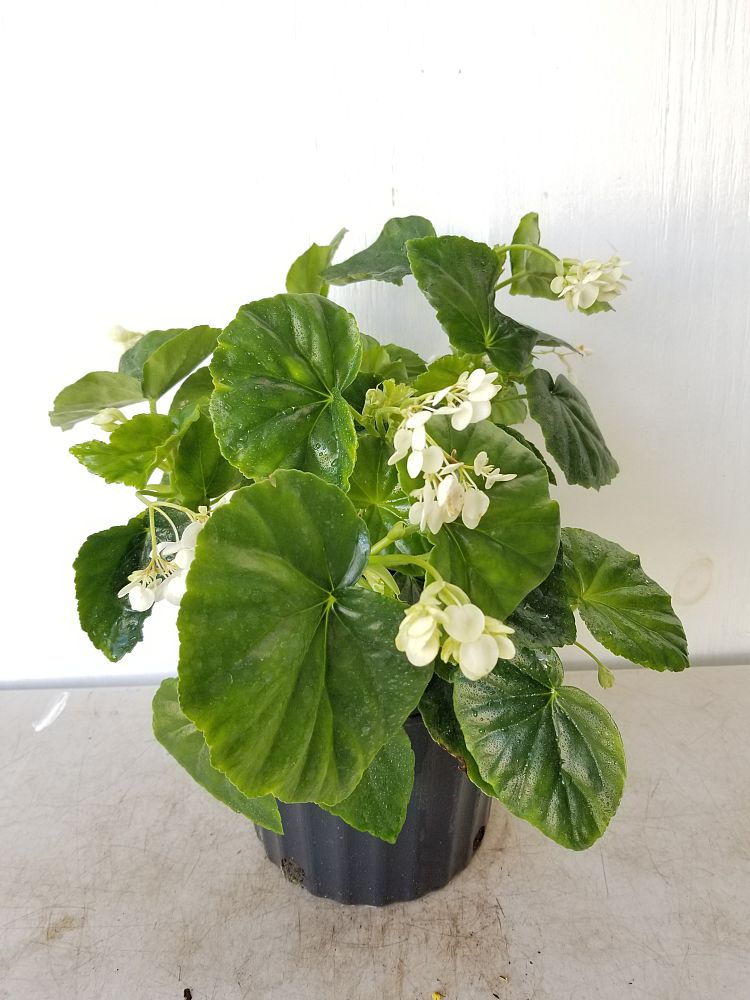 Buy Begonia odorata 'Alba', White Begonia | Free Shipping over $100