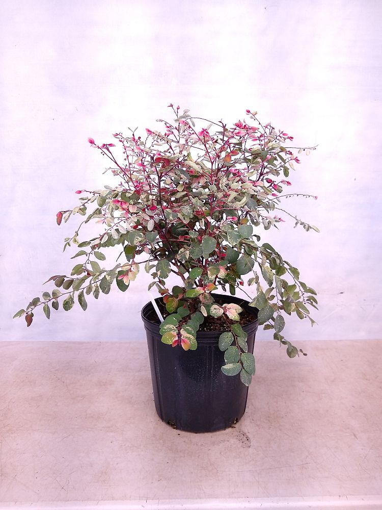 Buy Breynia disticha, Snow on the Mountain, Snowbush | Free Shipping ...