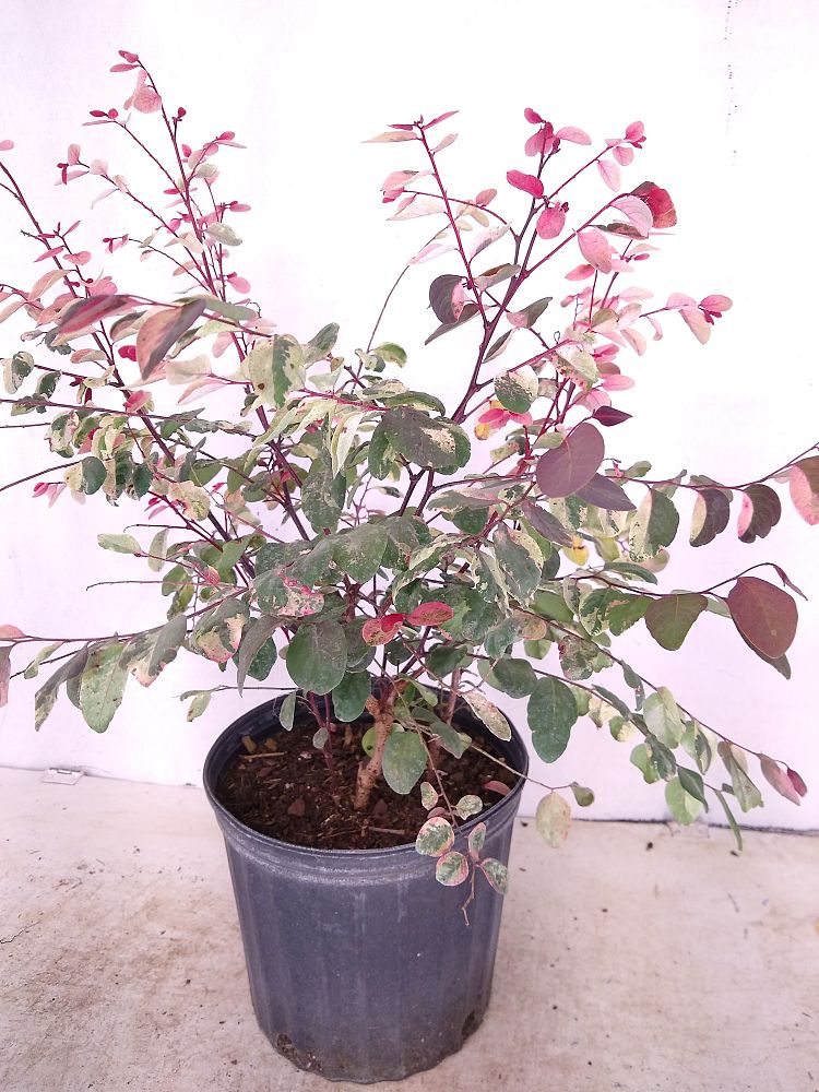 Buy Breynia disticha, Snow on the Mountain, Snowbush | Free Shipping ...