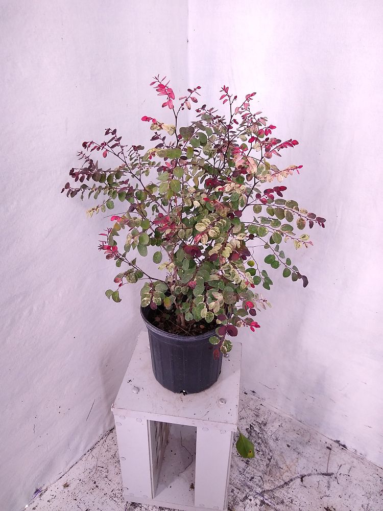 Buy Breynia disticha, Snow on the Mountain, Snowbush | Free Shipping ...