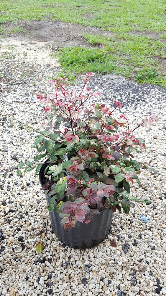 Breynia disticha, Snow on the Mountain, Snowbush | PlantVine