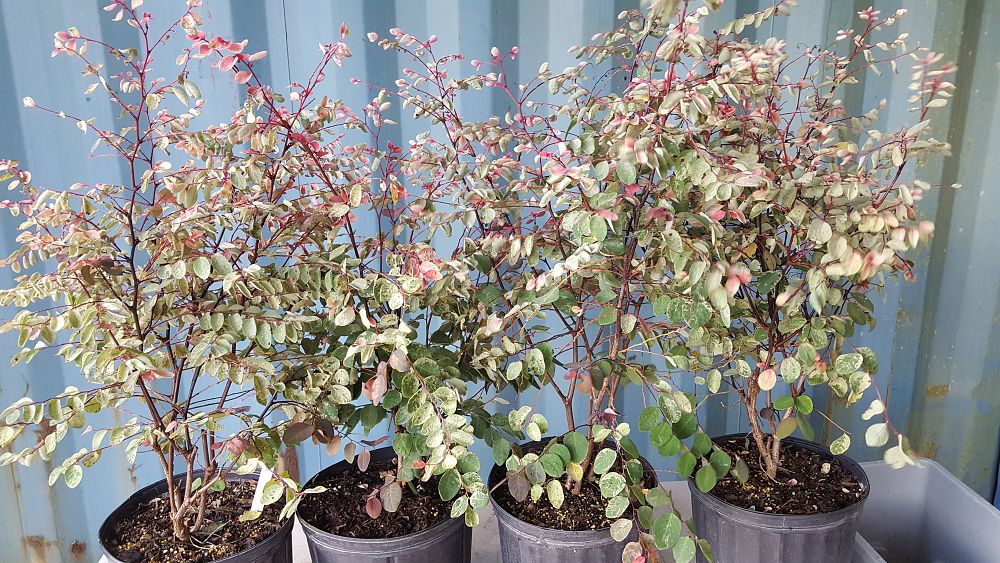 Breynia disticha, Snow on the Mountain, Snowbush | PlantVine